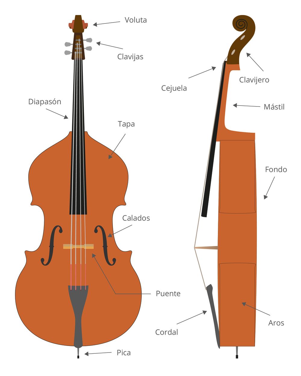 Aufbau Des Kontrabasses